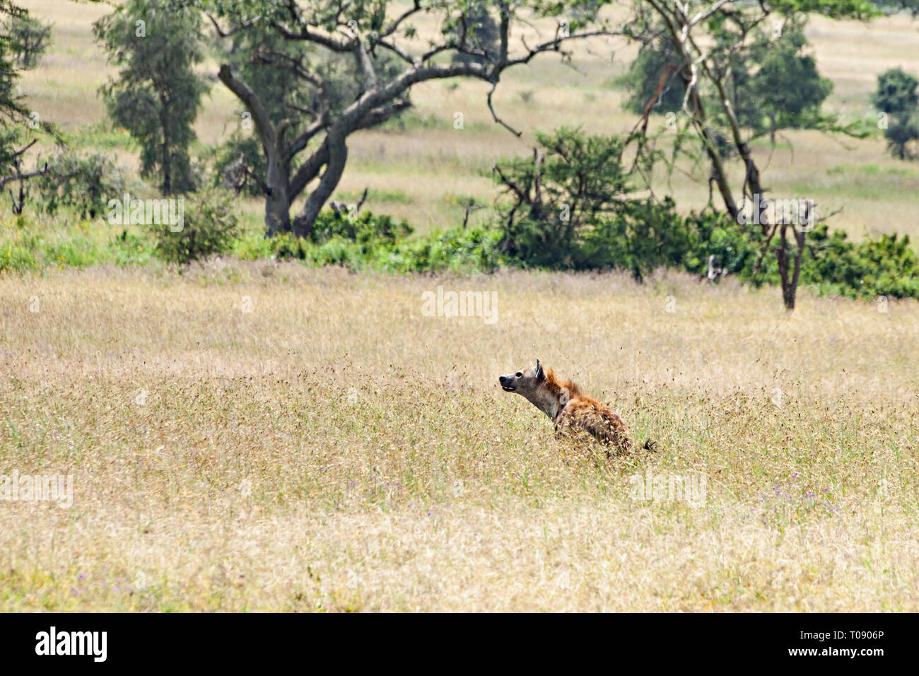 Hyena In The Grass Stock Photo - Alamy