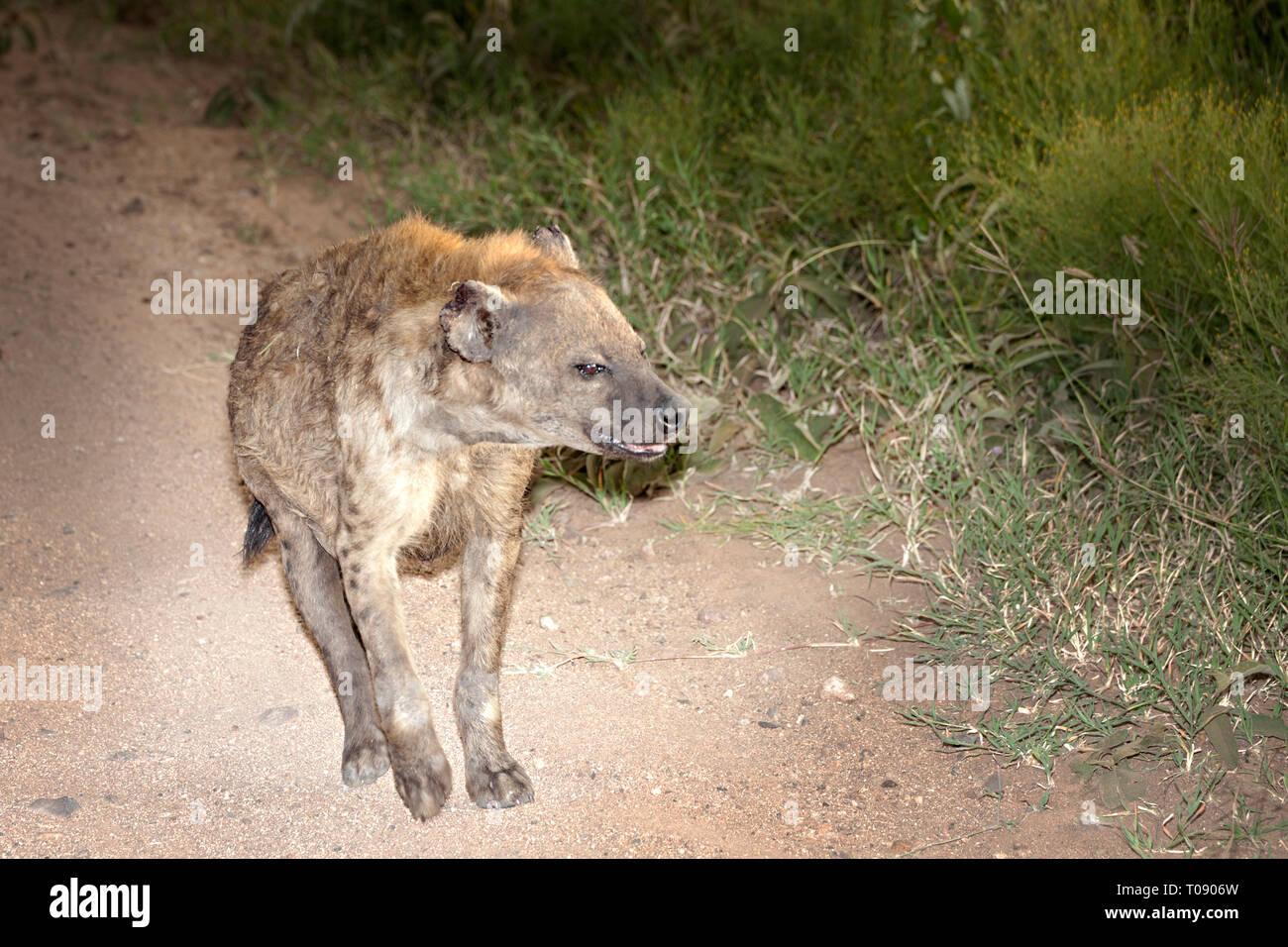 Hyena teeth hi-res stock photography and images - Alamy