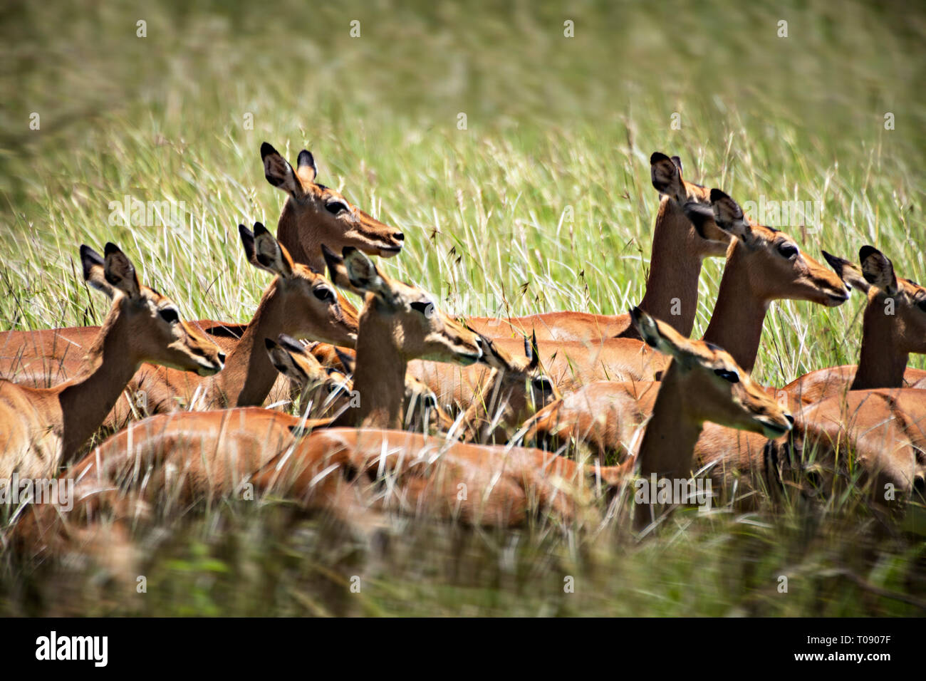 Herd wildlife hi-res stock photography and images - Alamy