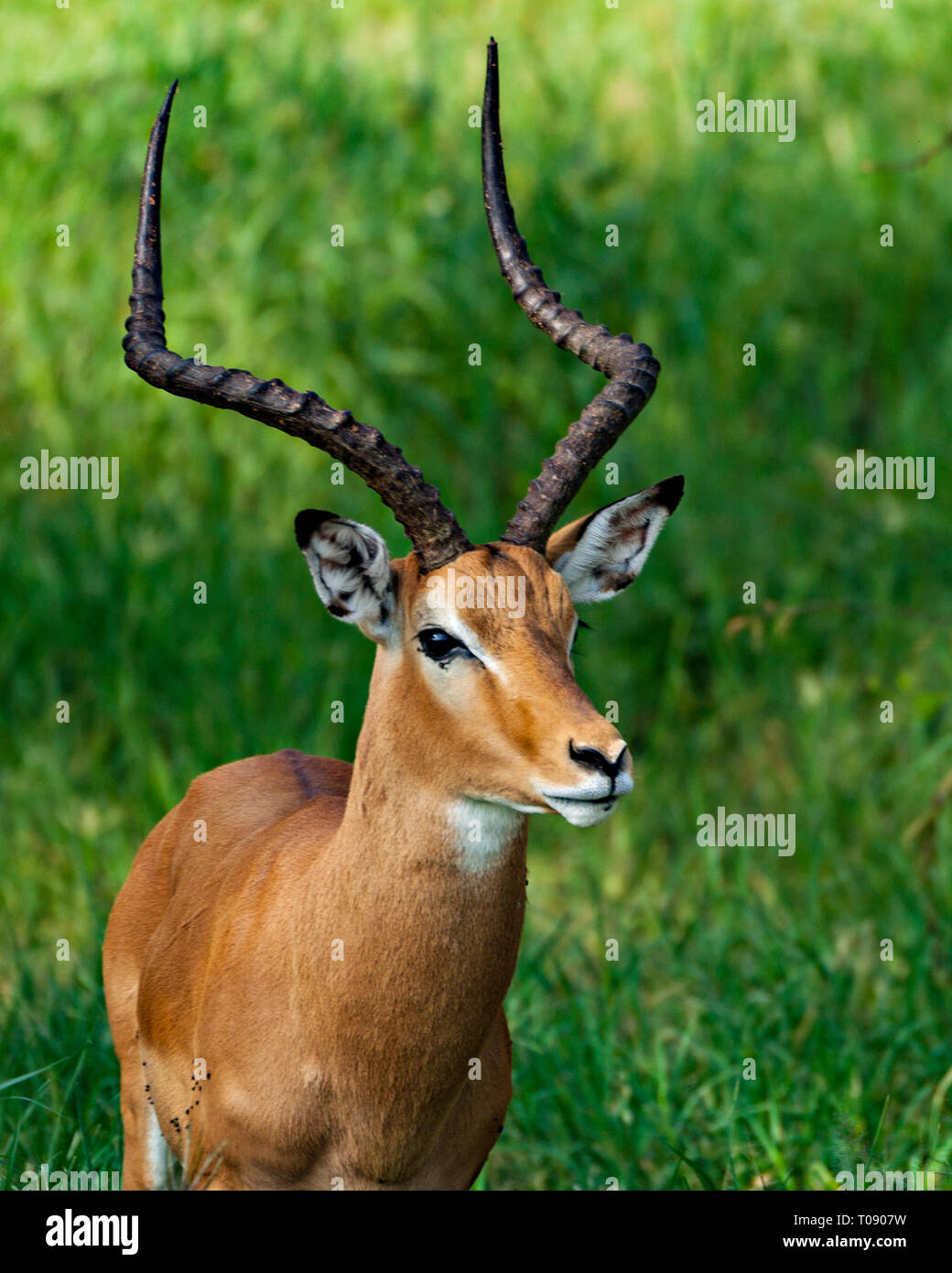 Impala portrait hi-res stock photography and images - Alamy