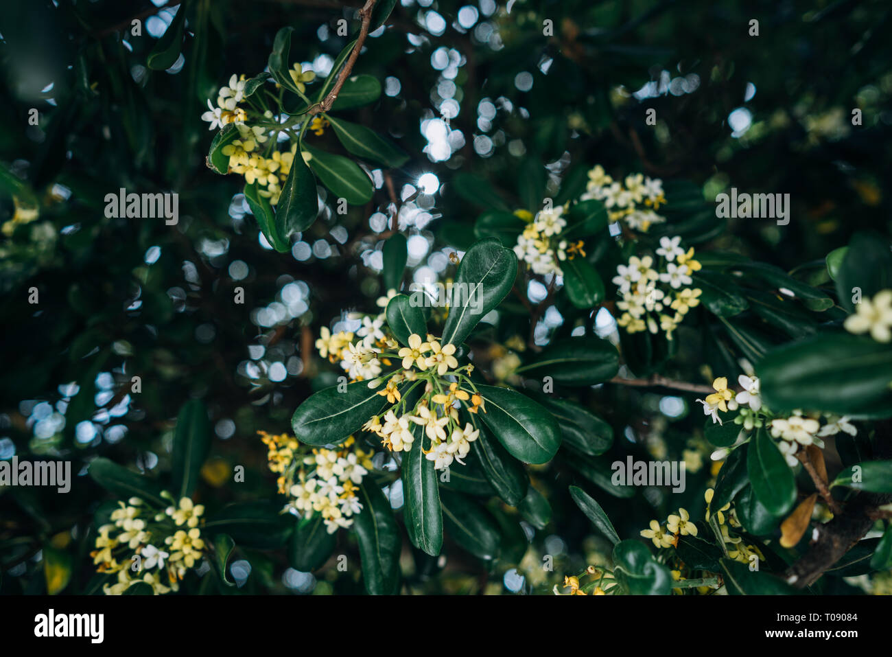 Pittosporum Tobira flowers and leaves, close angle Stock Photo - Alamy
