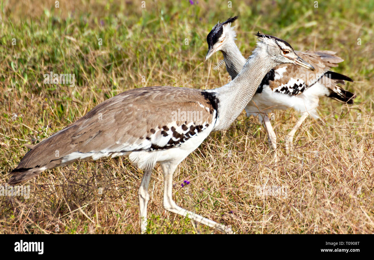 Kori Bustard x 2 Stock Photo - Alamy