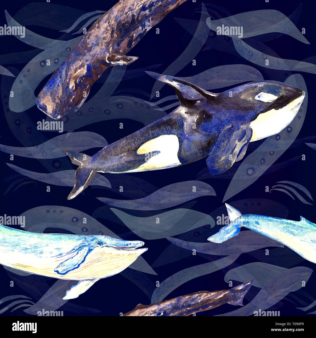 White wolf dolphin hi-res stock photography and images - Alamy