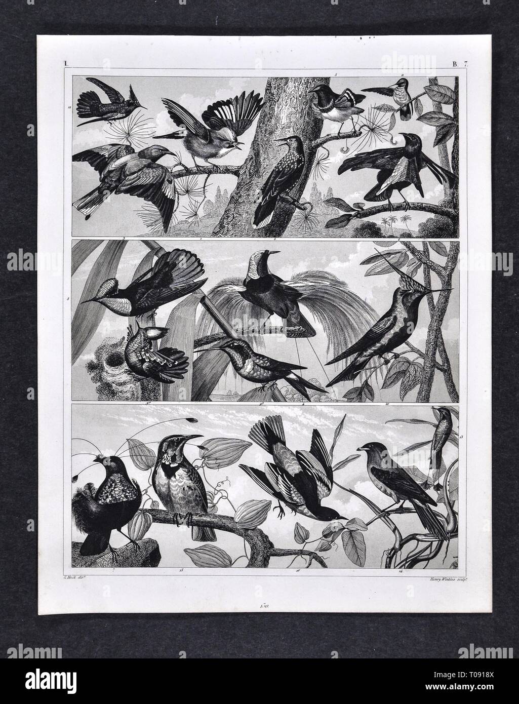 1849 Bilder Zoological Print of Various Bird Species Stock Photo - Alamy 1849 Bilder Zoological Print of Various Bird Species Stock Photo - Alamy