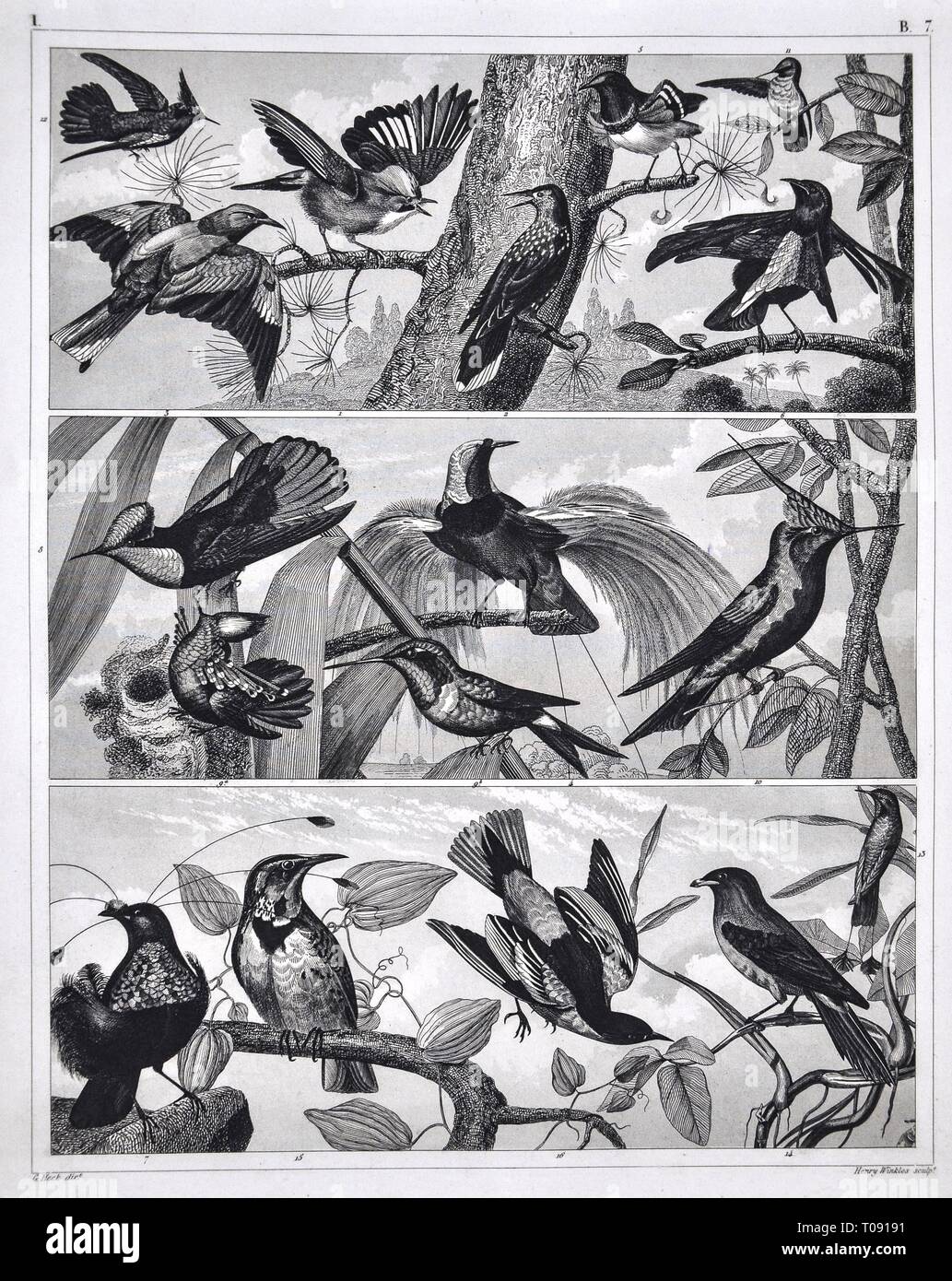 1849 Bilder Zoological Print of Various Bird Species Stock Photo - Alamy 1849 Bilder Zoological Print of Various Bird Species Stock Photo - Alamy
