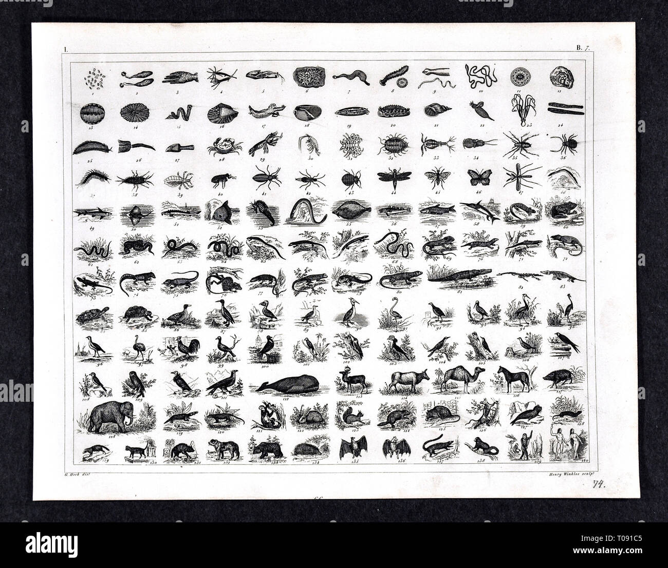 1849 Bilder Atlas Print Animal Kingdom Species Chart Evolution Stock ... 1849 Bilder Atlas Print Animal Kingdom Species Chart Evolution Stock ...