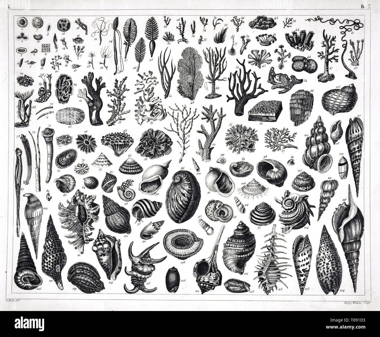1849 Bilder Atlas Print of various Seashells, Snails and Coral types ... 1849 Bilder Atlas Print of various Seashells, Snails and Coral types ...