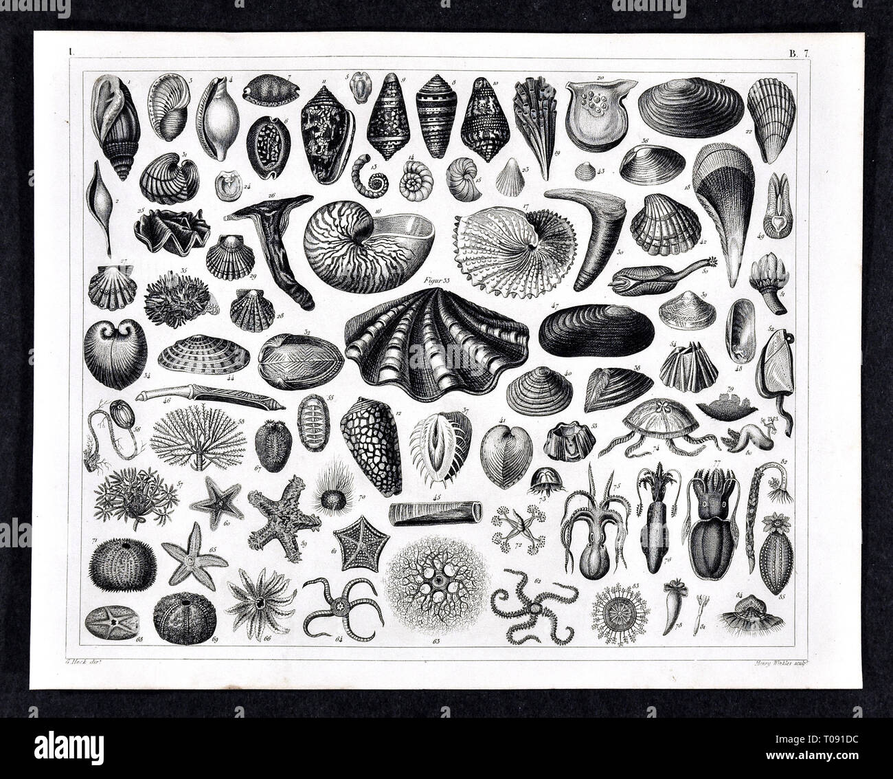 Bilder atlas hi-res stock photography and images - Alamy