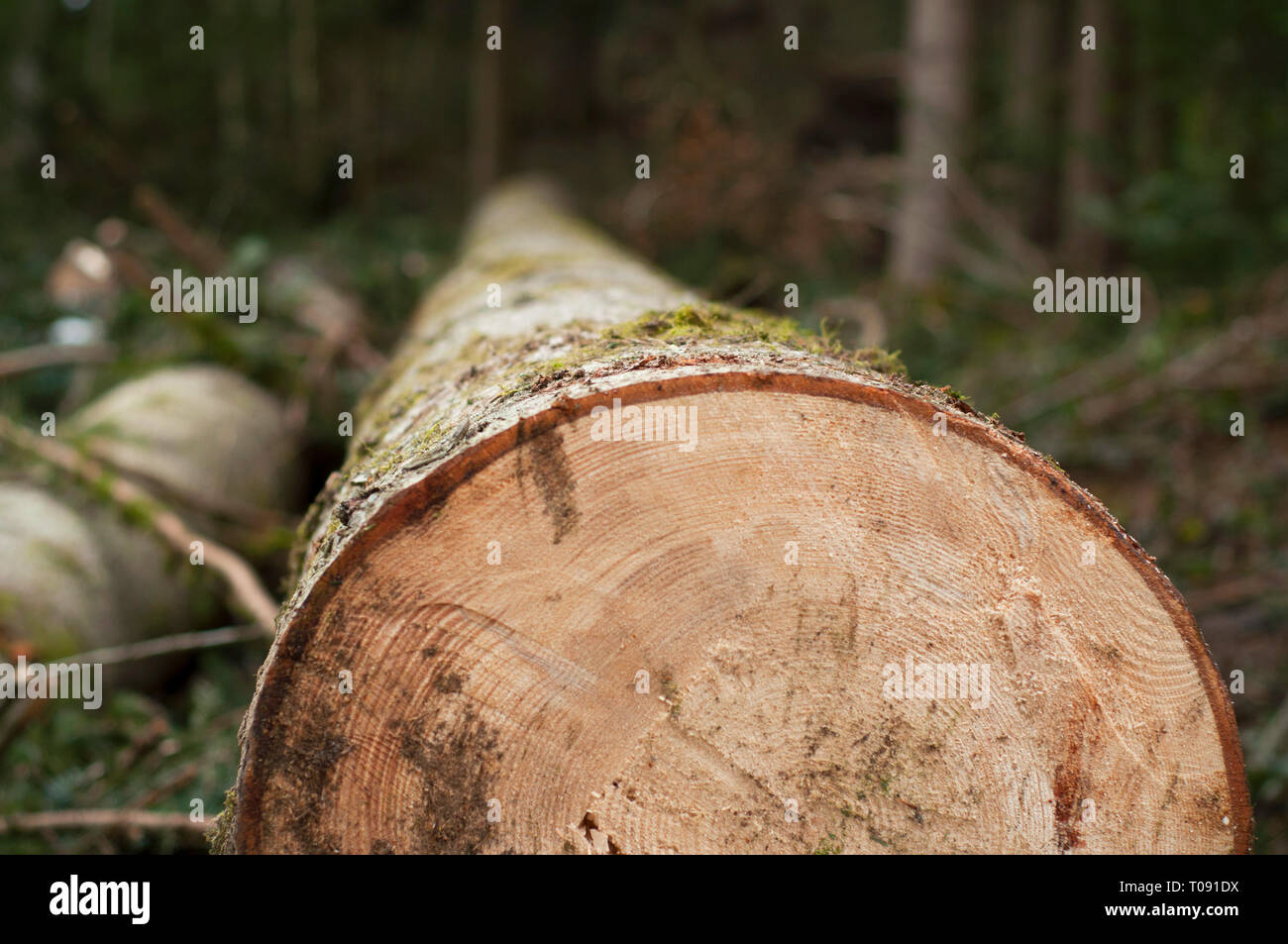 Cut tree trunk in the forest in early spring. Close up cut stem tree in ...