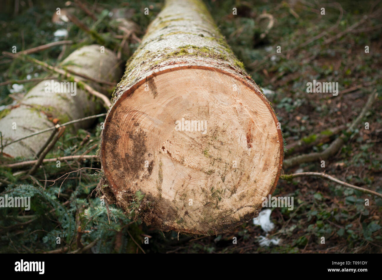 Cut tree trunk in the forest in early spring. Close up cut stem tree in ...