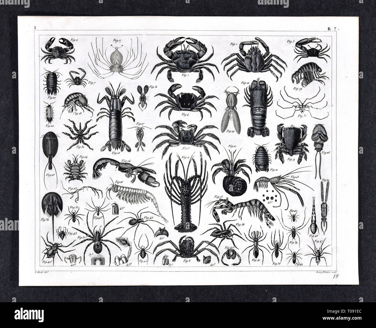 1849 Bilder Biology Print of various Arachnids including Sea Creatures ...