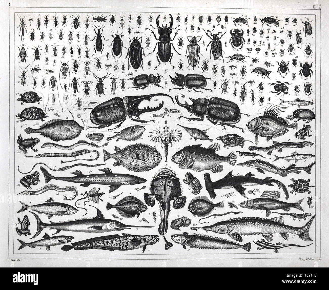 1849 Bilder Atlas Print Showing various zoological species of insects ... 1849 Bilder Atlas Print Showing various zoological species of insects ...