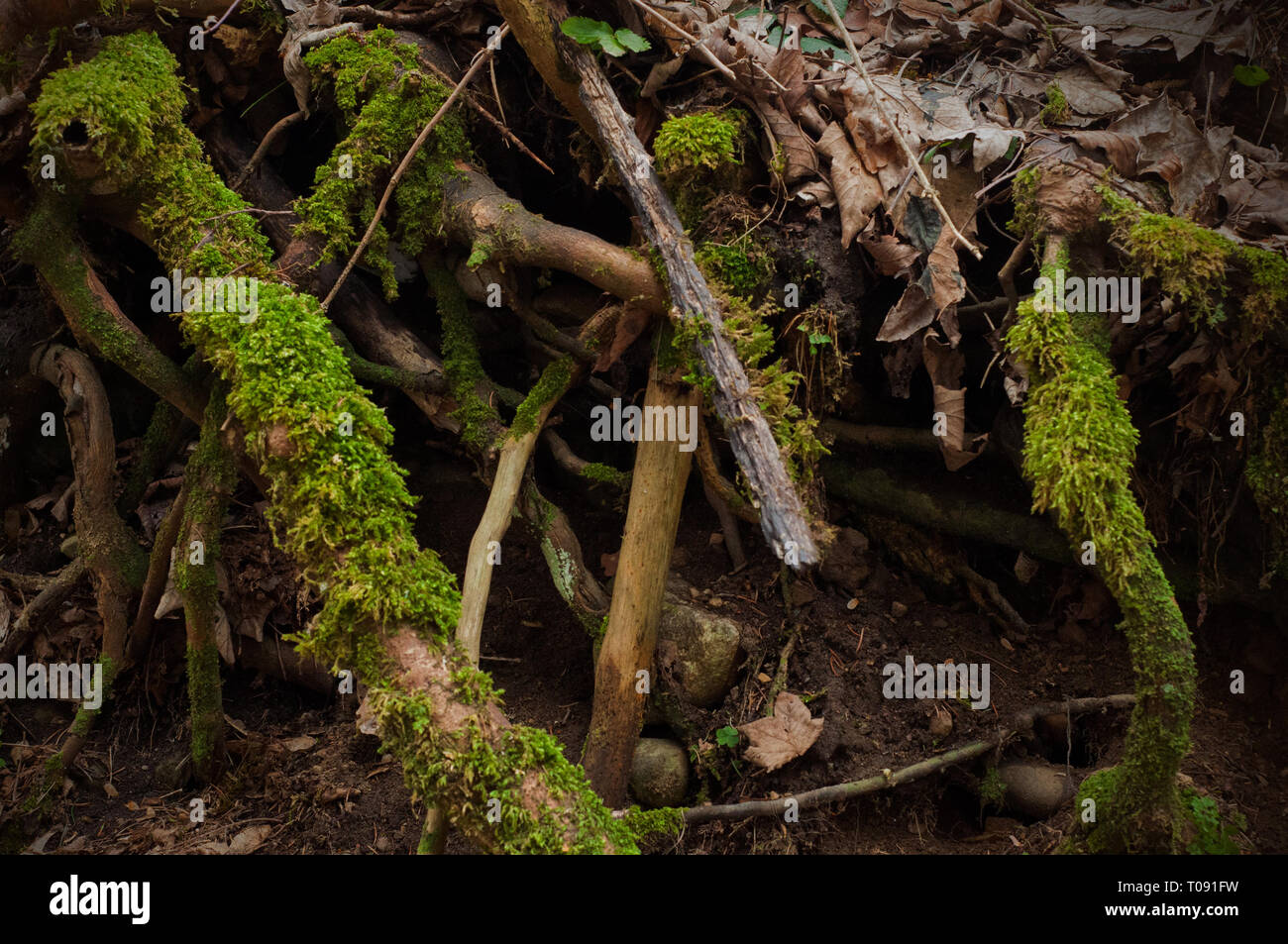 Old tree roots covered with green musk. Forest view Stock Photo - Alamy