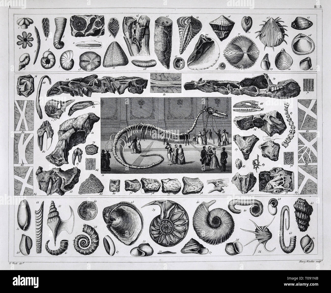 1849 Bilder Atlas Print - Prehistoric Marine Fossils of the Jurassic ... 1849 Bilder Atlas Print - Prehistoric Marine Fossils of the Jurassic ...