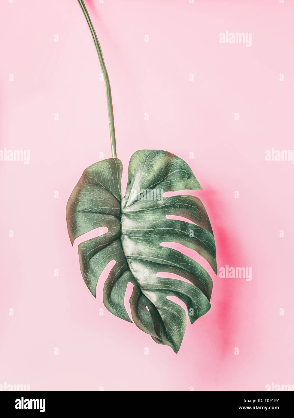Monstera symbol hi-res stock photography and images - Alamy