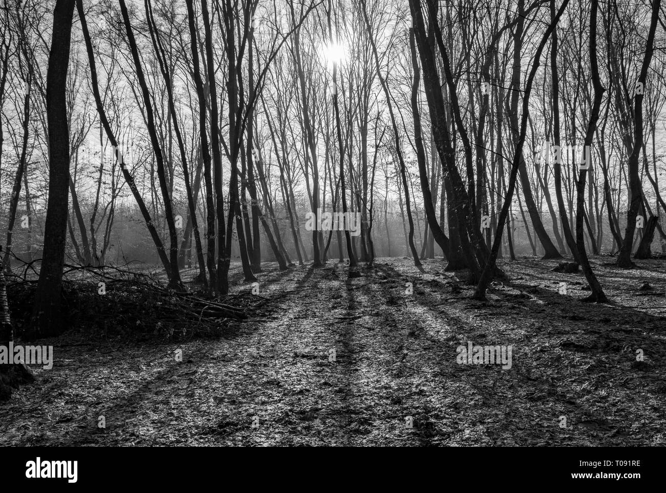 Hoia Baciu Forest - World’s Most Haunted Forest with a reputation for ...