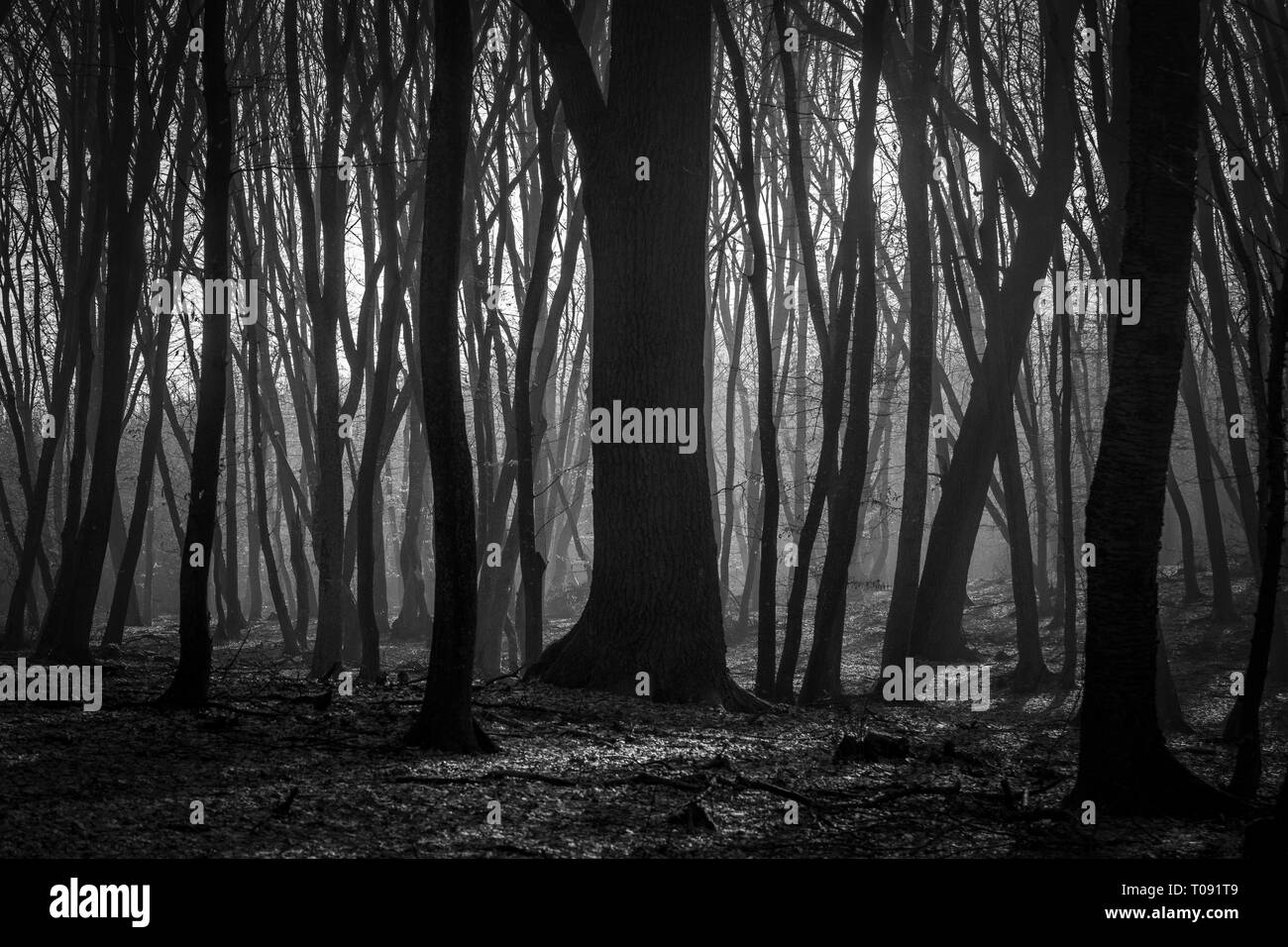 Hoia Baciu Forest - World’s Most Haunted Forest with a reputation for ...