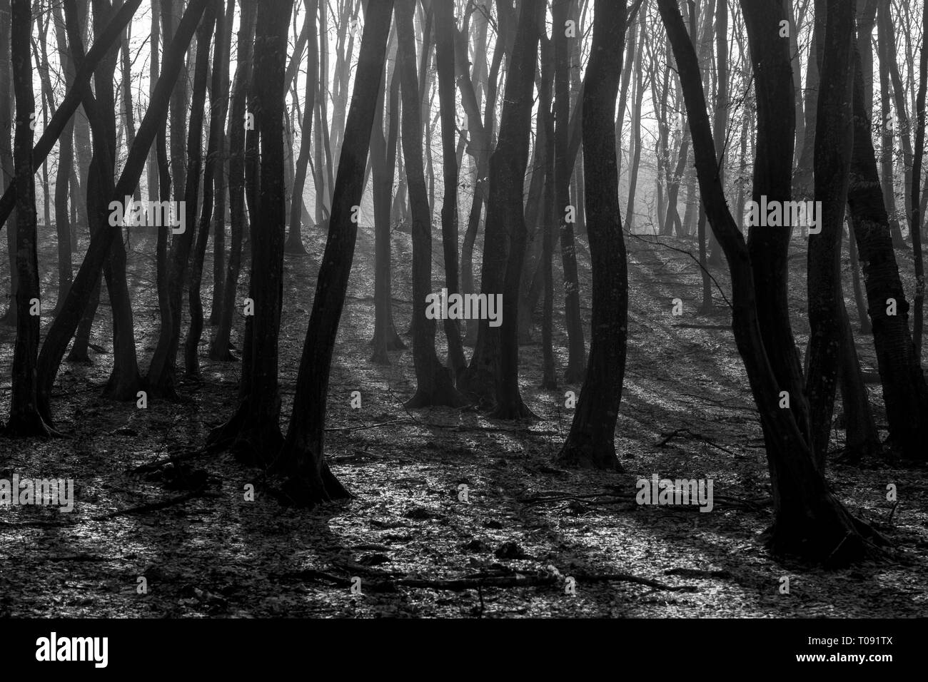 Hoia Baciu Forest - World’s Most Haunted Forest with a reputation for ...