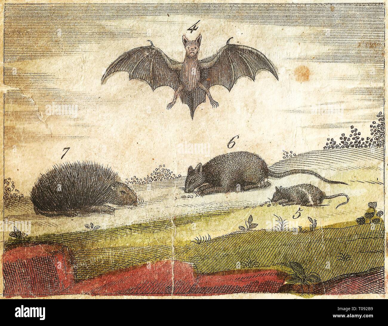 BAT, MOUSE, RATTUS and PORCUPINE - Vintage Engraved Illustration with ...