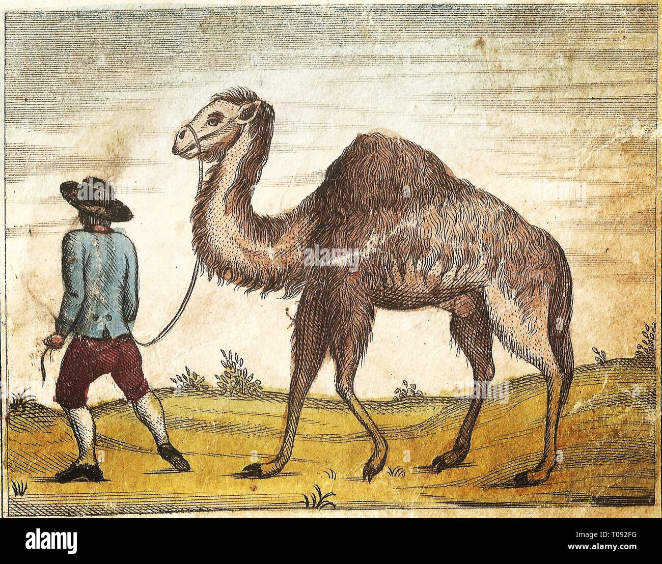 CAMEL - Vintage Engraved Illustration with imperfections, patina and ...