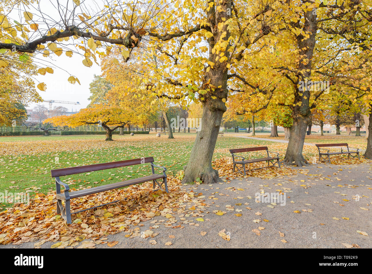 Beautiful fall color in the King's Garden at Copenhagen, Denmark Stock ...