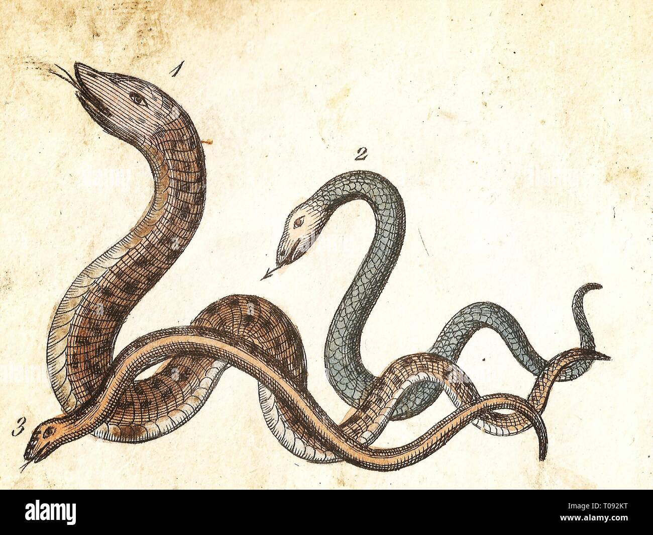 Viper Snake Drawing With Color