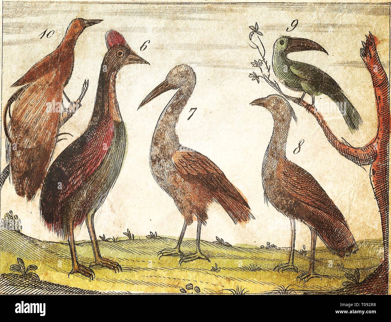 OSTRICH, STORK, GREAT BUSTARD, TUCAN and BIRD OF PARADISE - Vintage ...