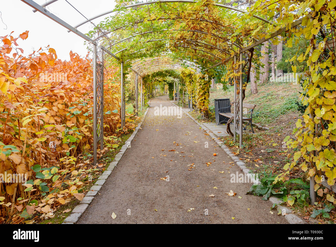 The beautiful fall color around Botanical Garden at Copenhagen, Denmark ...