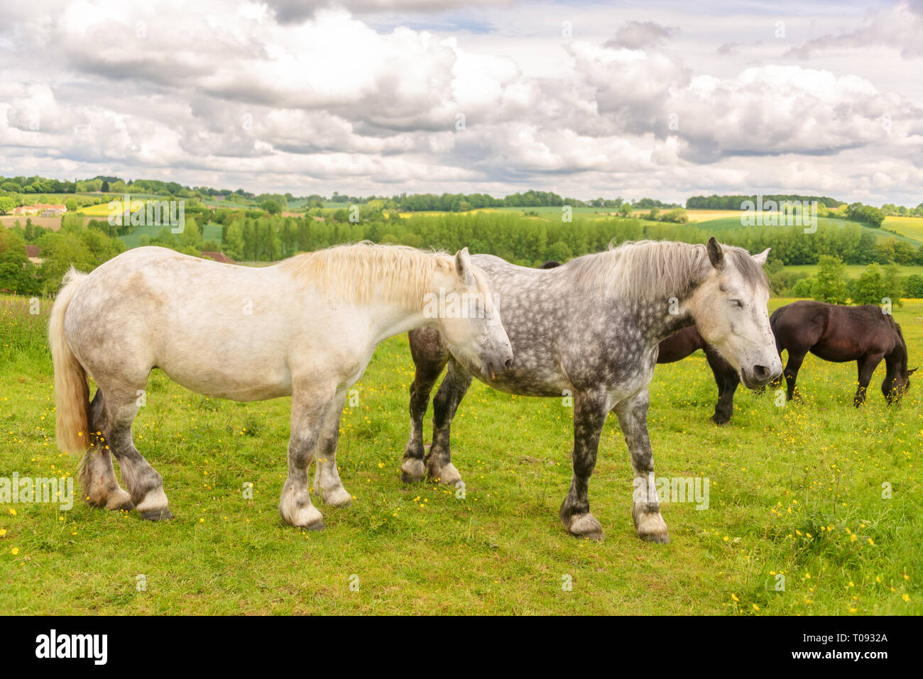 Close up of two white and dappled french percherons horses, Perche ...