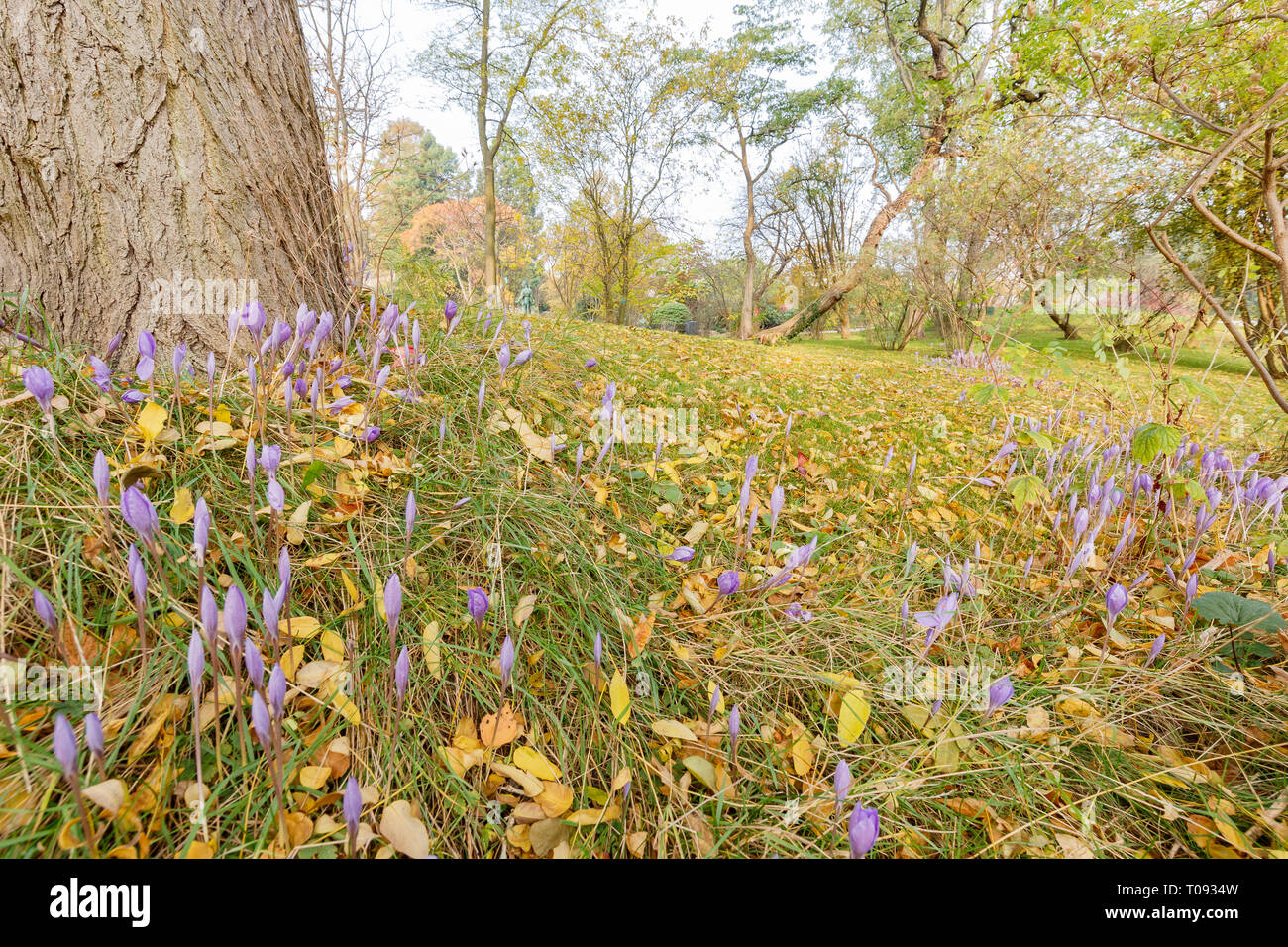 The beautiful fall color around Botanical Garden at Copenhagen, Denmark ...