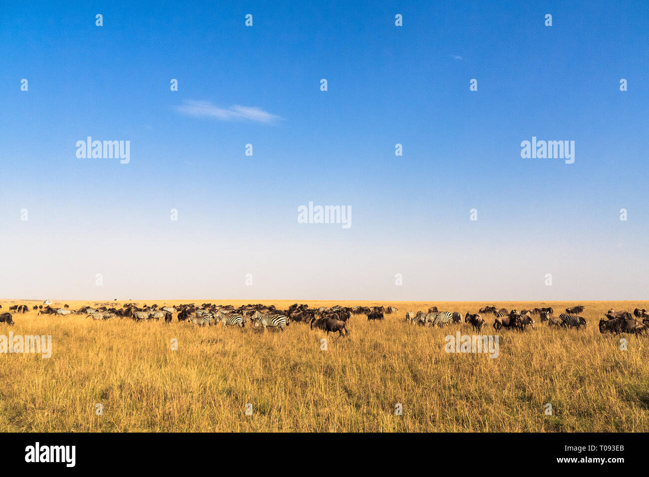 Great migration in time hi-res stock photography and images - Alamy