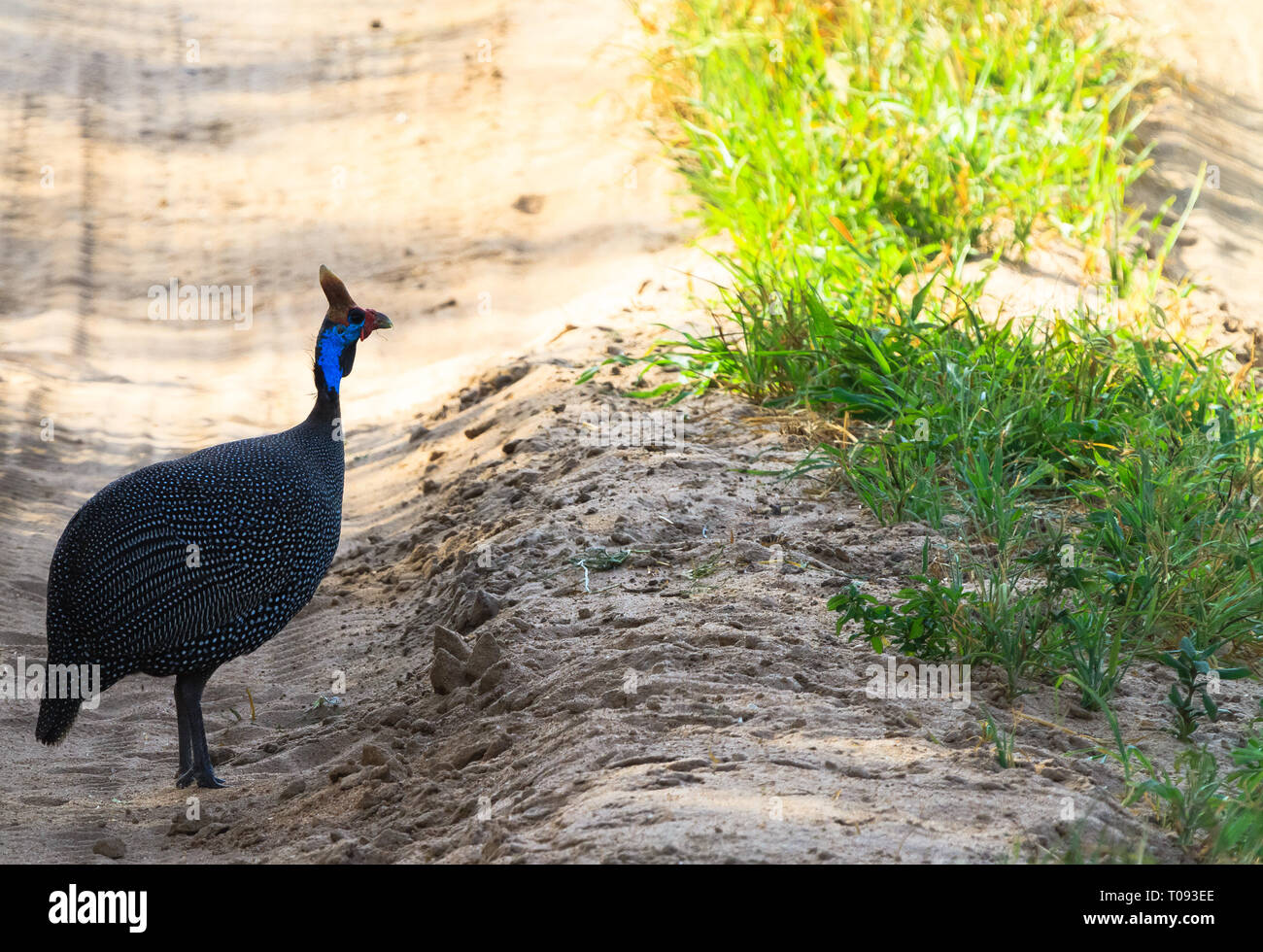 Tanzania guineafowl bird african hi-res stock photography and images ...