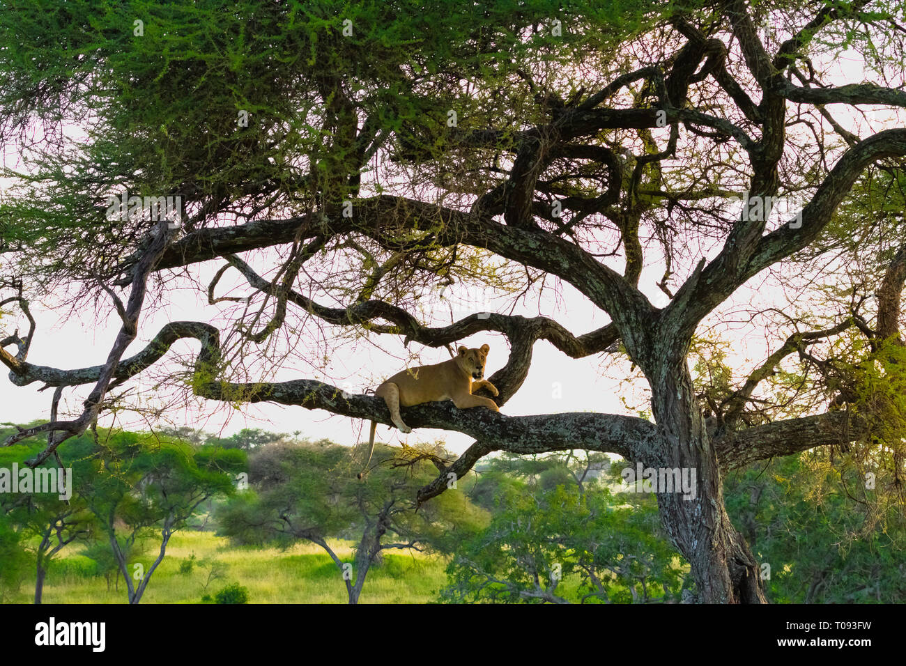 Lion sleep on the tree. Tanzania, Africa Stock Photo - Alamy