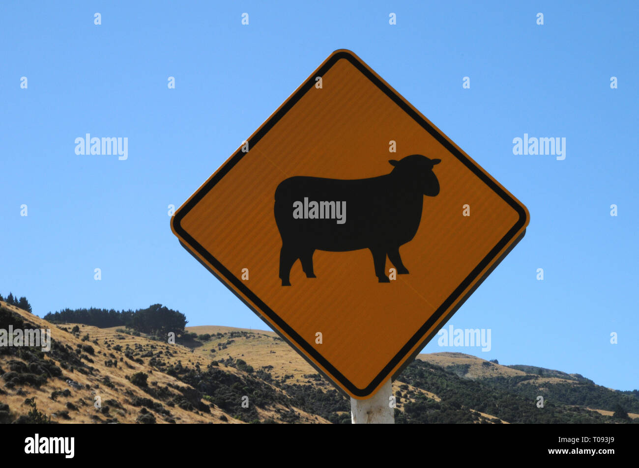 Beware of the Sheep sign along a small road on the Banks Peninsula ...