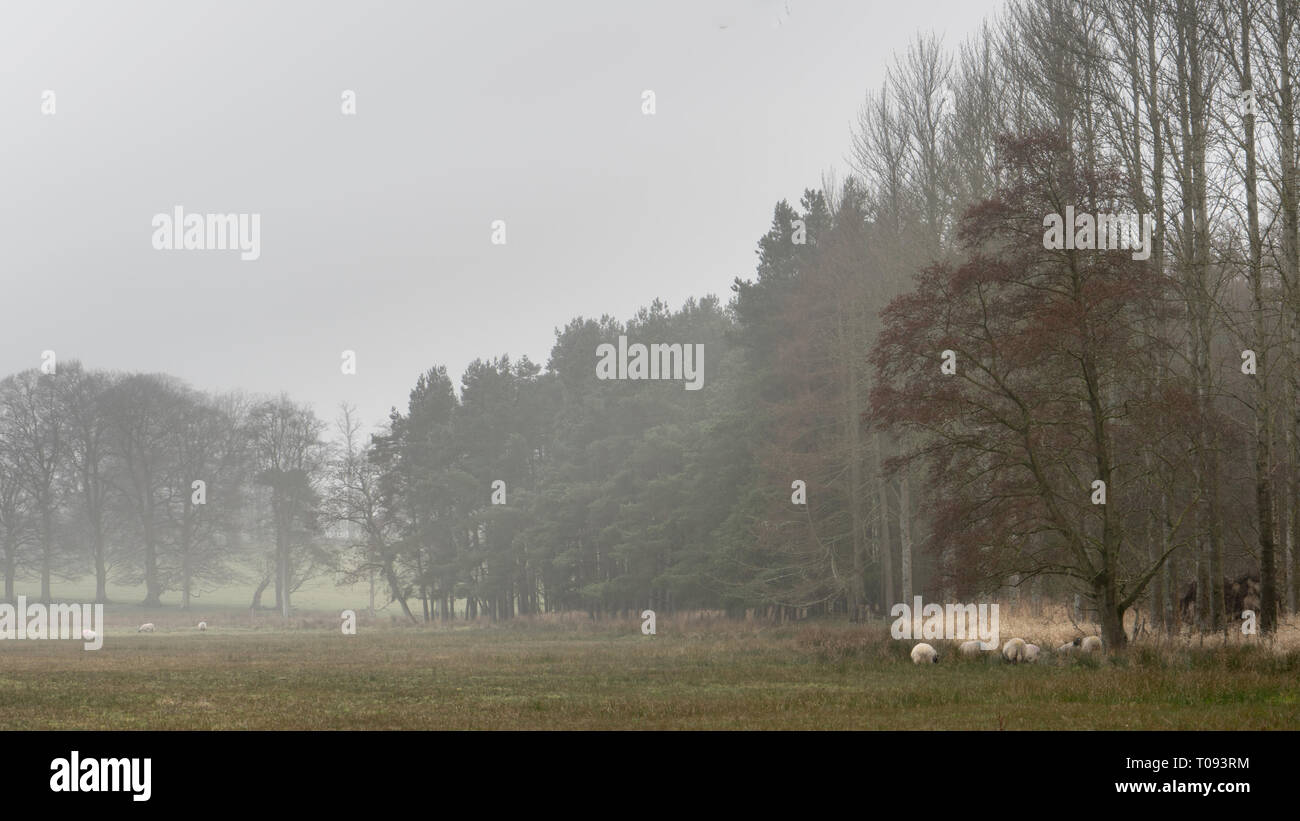 Trees in Misty Landscape Stock Photo - Alamy