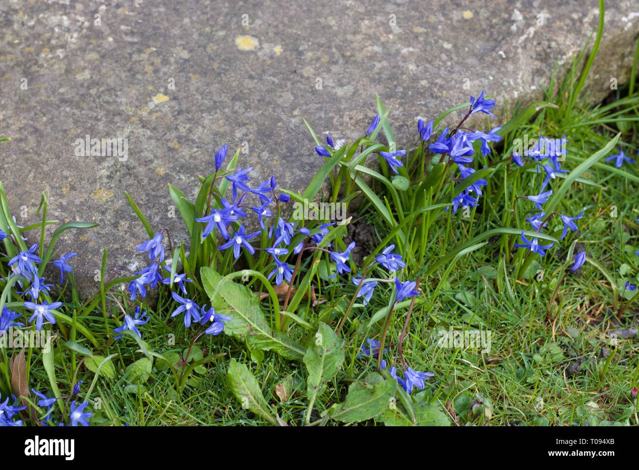 Blue bell shaped flowers hi-res stock photography and images - Alamy