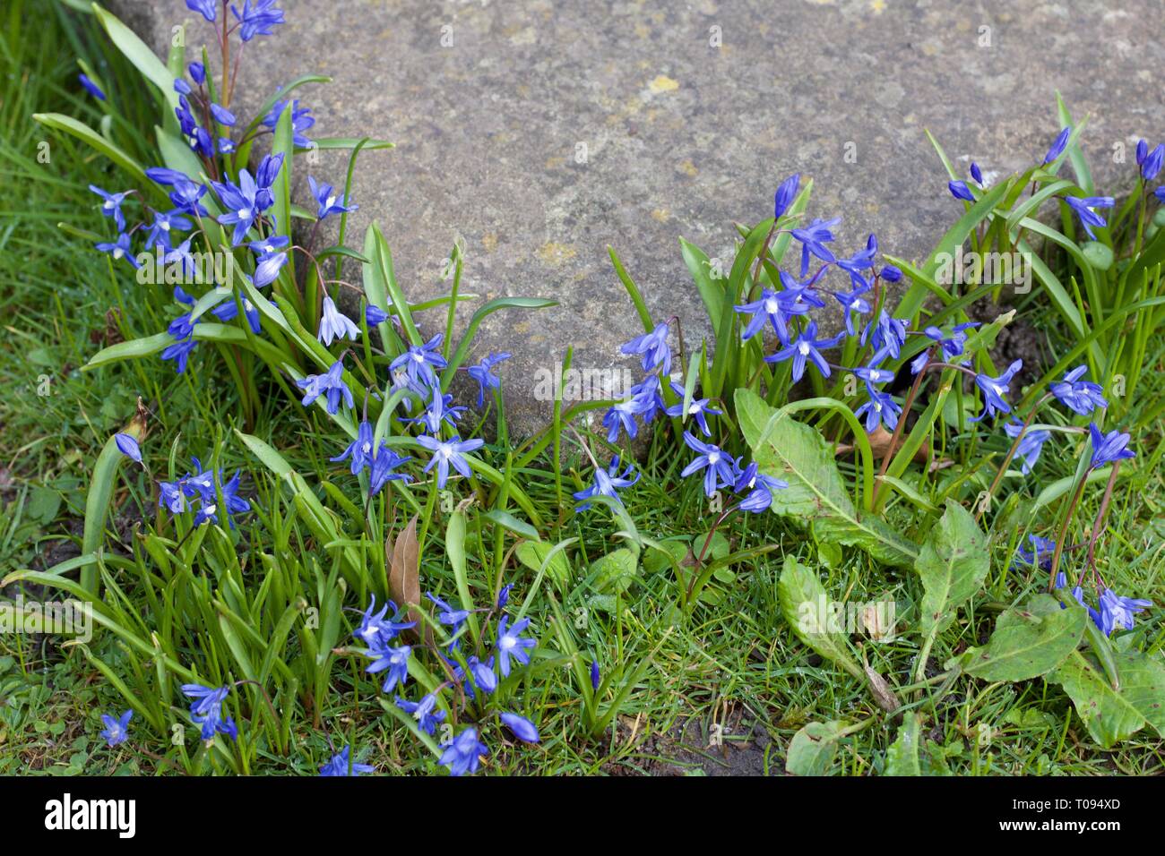Bluebells in cemetery hi-res stock photography and images - Alamy