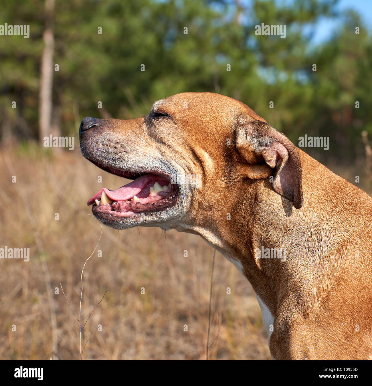 Red nose pit bulls hi-res stock photography and images - Alamy