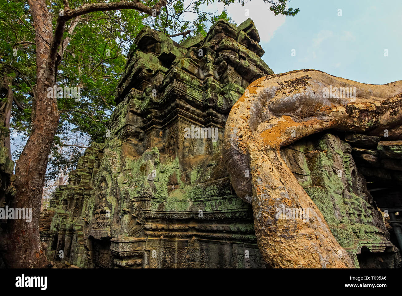 Tree root growing through 12thC UNESCO listed Khmer temple Ta Prohm, a ...