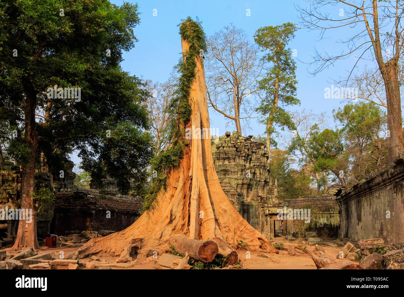Dead buttress rooted tree in 12thC Khmer temple Ta Prohm, famed for it ...