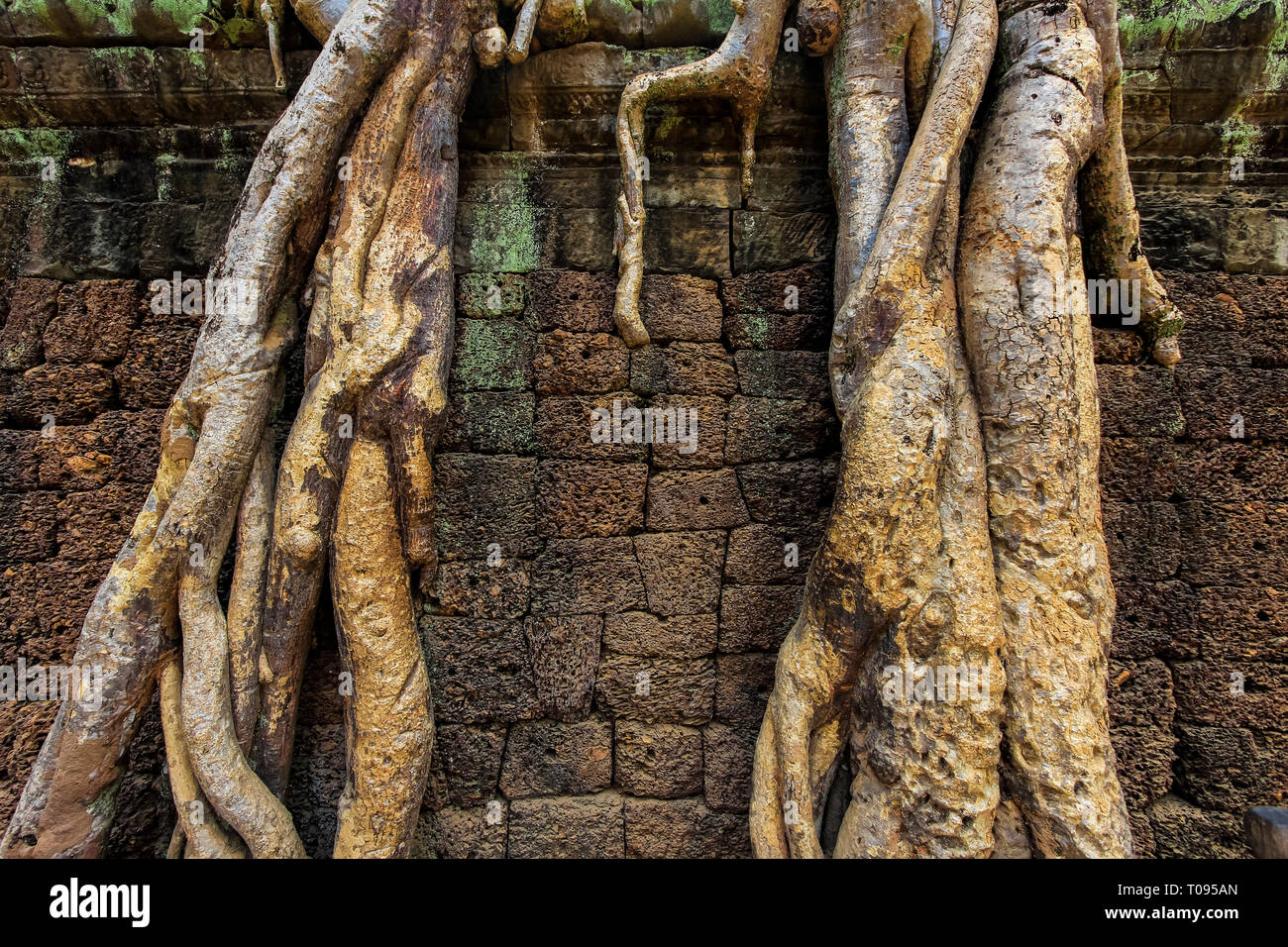 Lithophyte tree roots on ancient wall at 12thC UNESCO listed Khmer ...