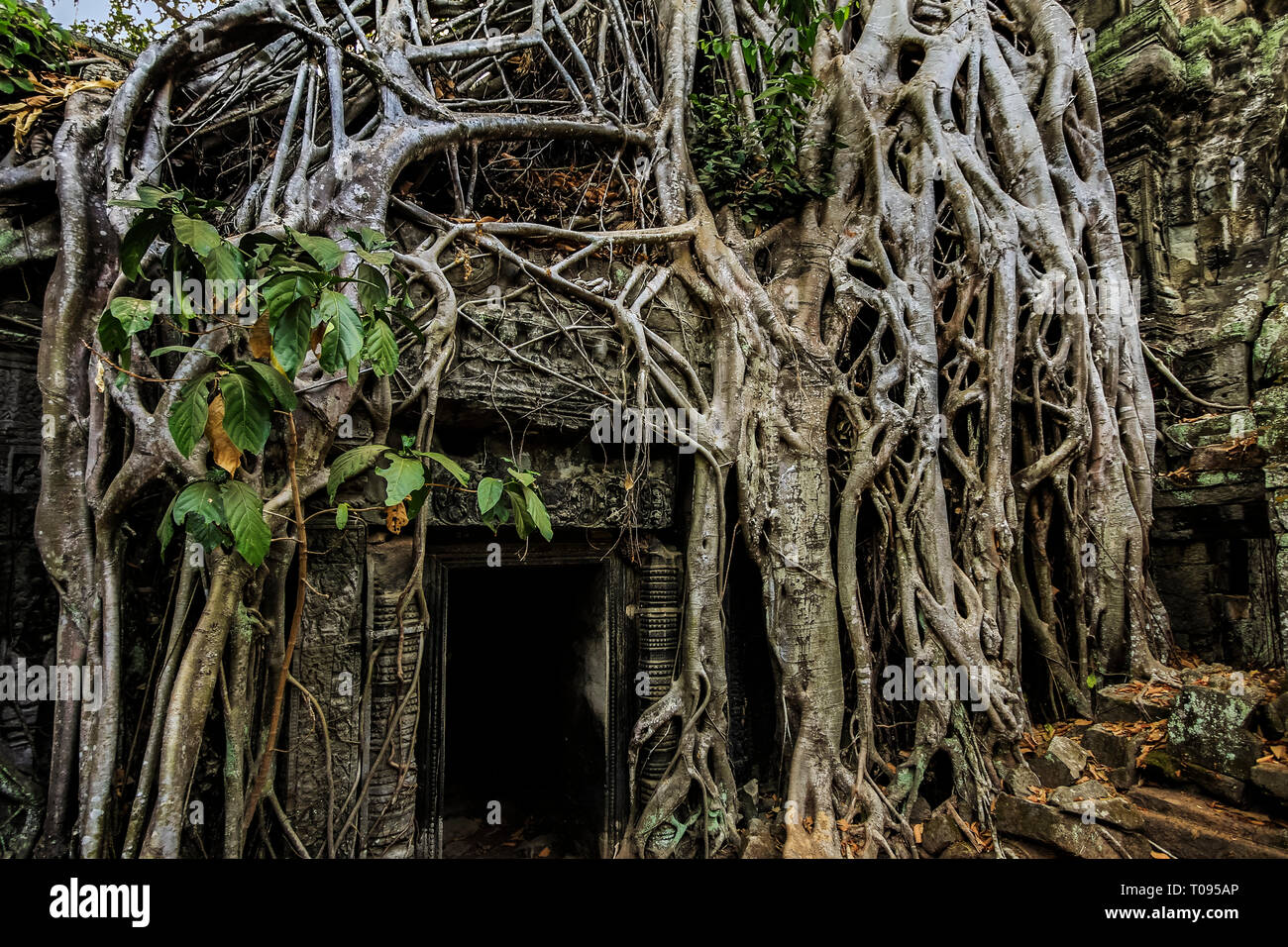 Lithophyte tree roots on ancient wall at 12thC UNESCO listed Khmer ...