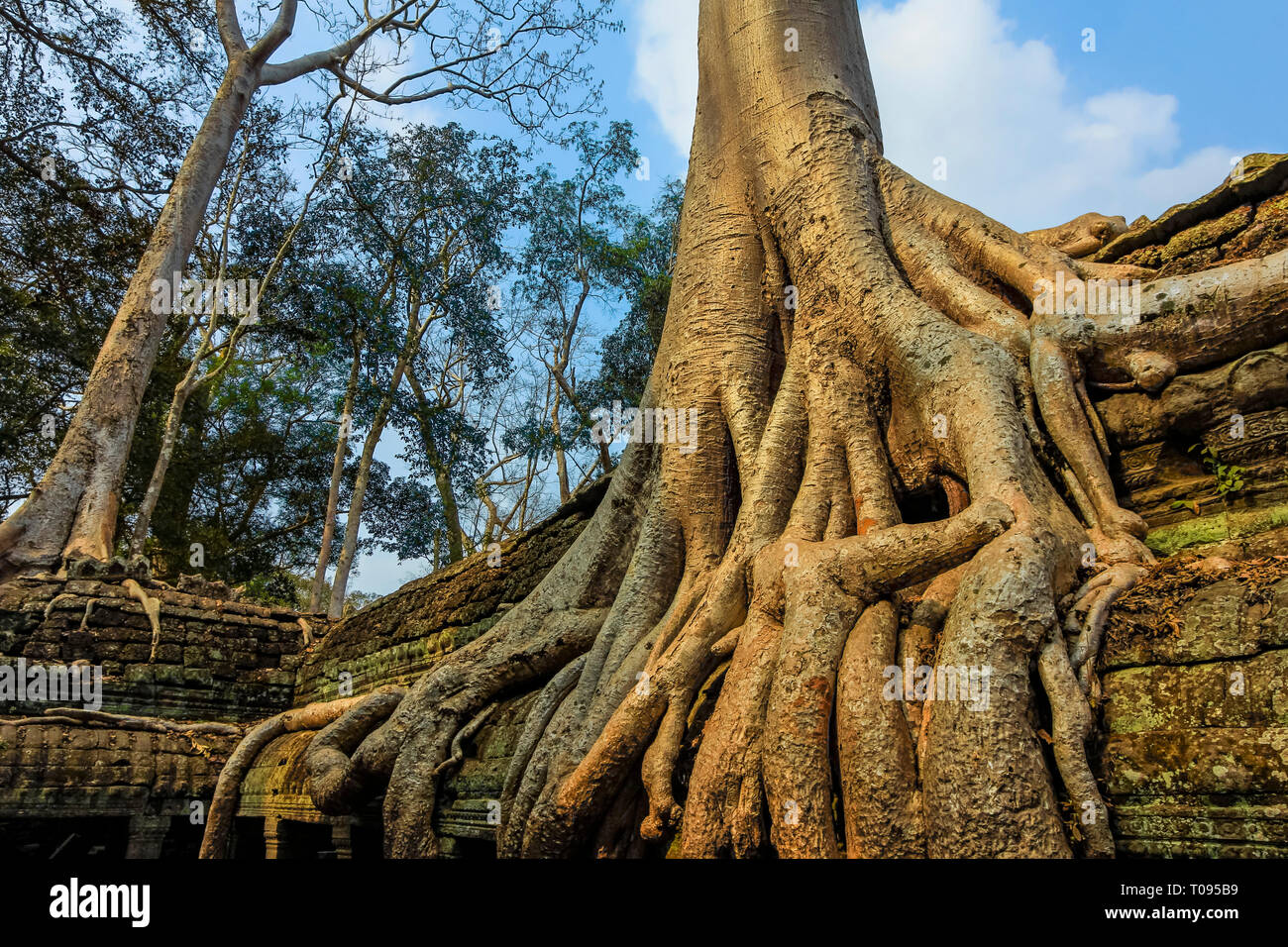 Roots on wall in the 12thC UNESCO listed Khmer temple Ta Prohm, this ...