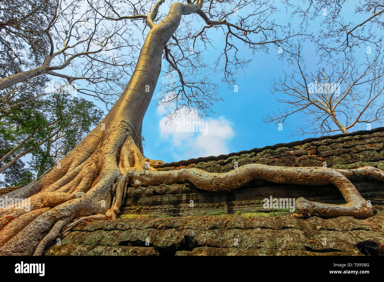 Lithophyte hi-res stock photography and images - Alamy