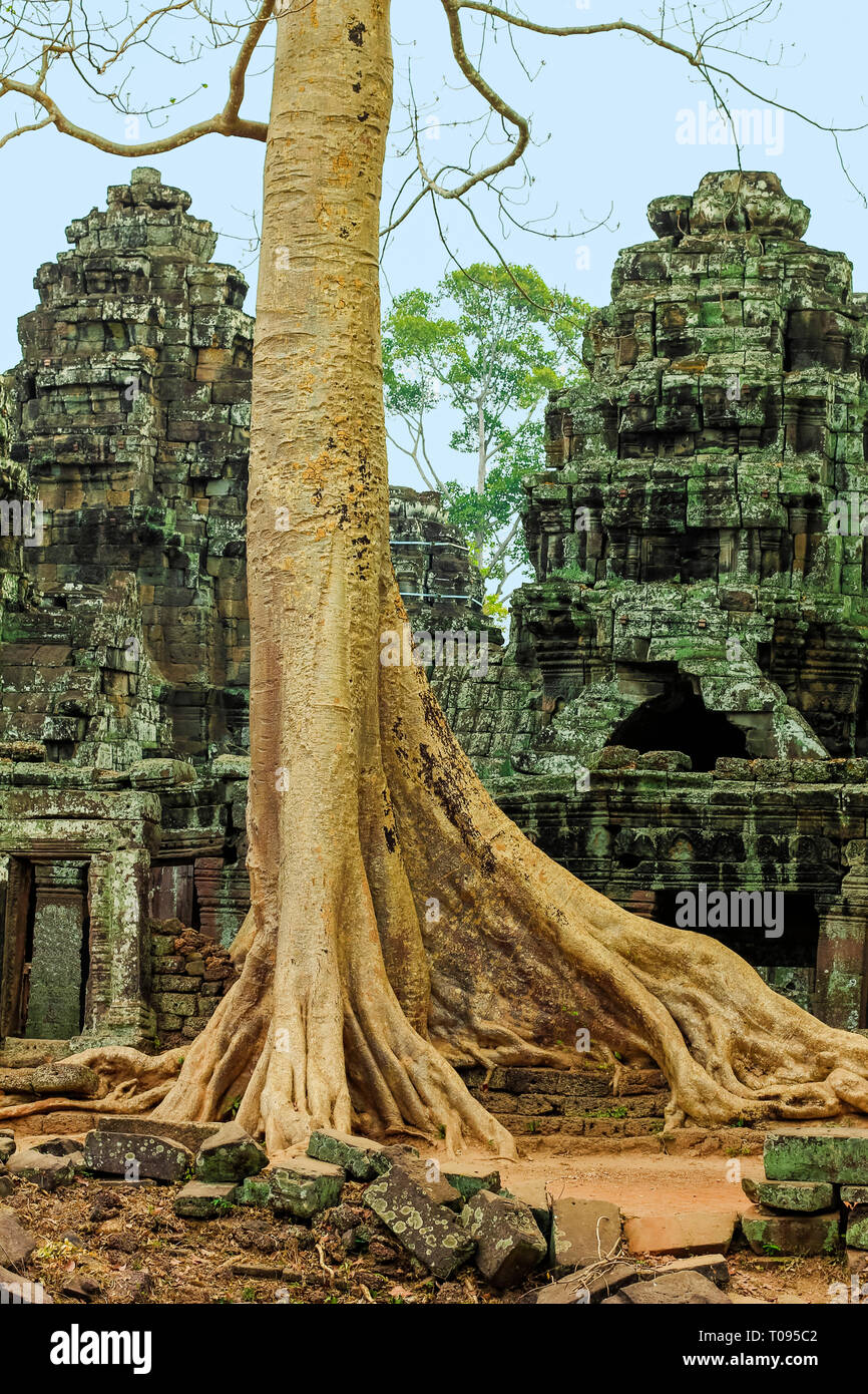 Buttress tree roots & lichen covered towers at 12thC Khmer Banteay Kdei ...