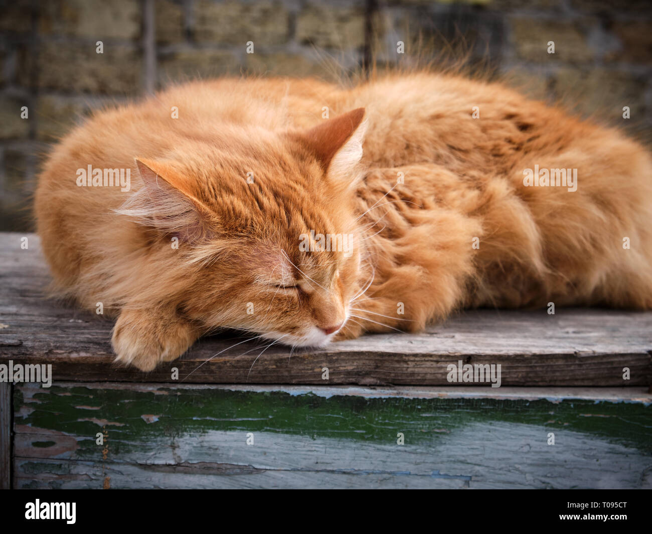 Curled red hair hi-res stock photography and images - Alamy