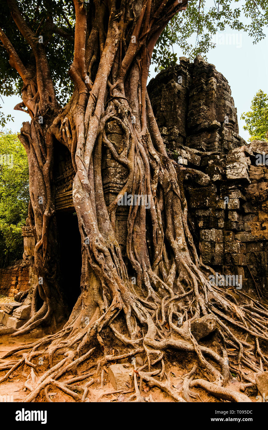 Lithophyte hi-res stock photography and images - Alamy