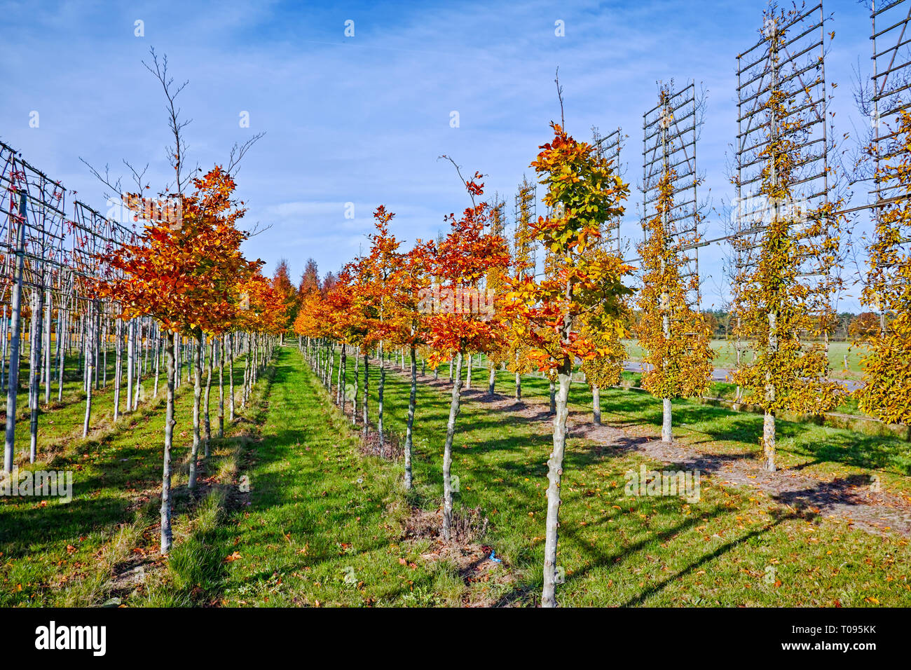 Big espaliered decorative alder trees growing on nursery plantation in ...