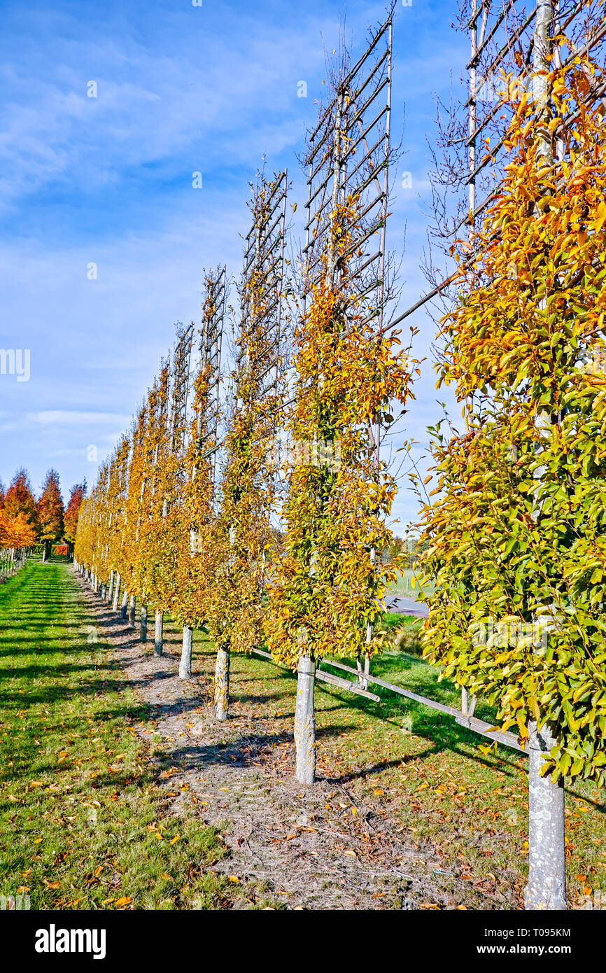 Big espaliered decorative alder trees growing on nursery plantation in ...