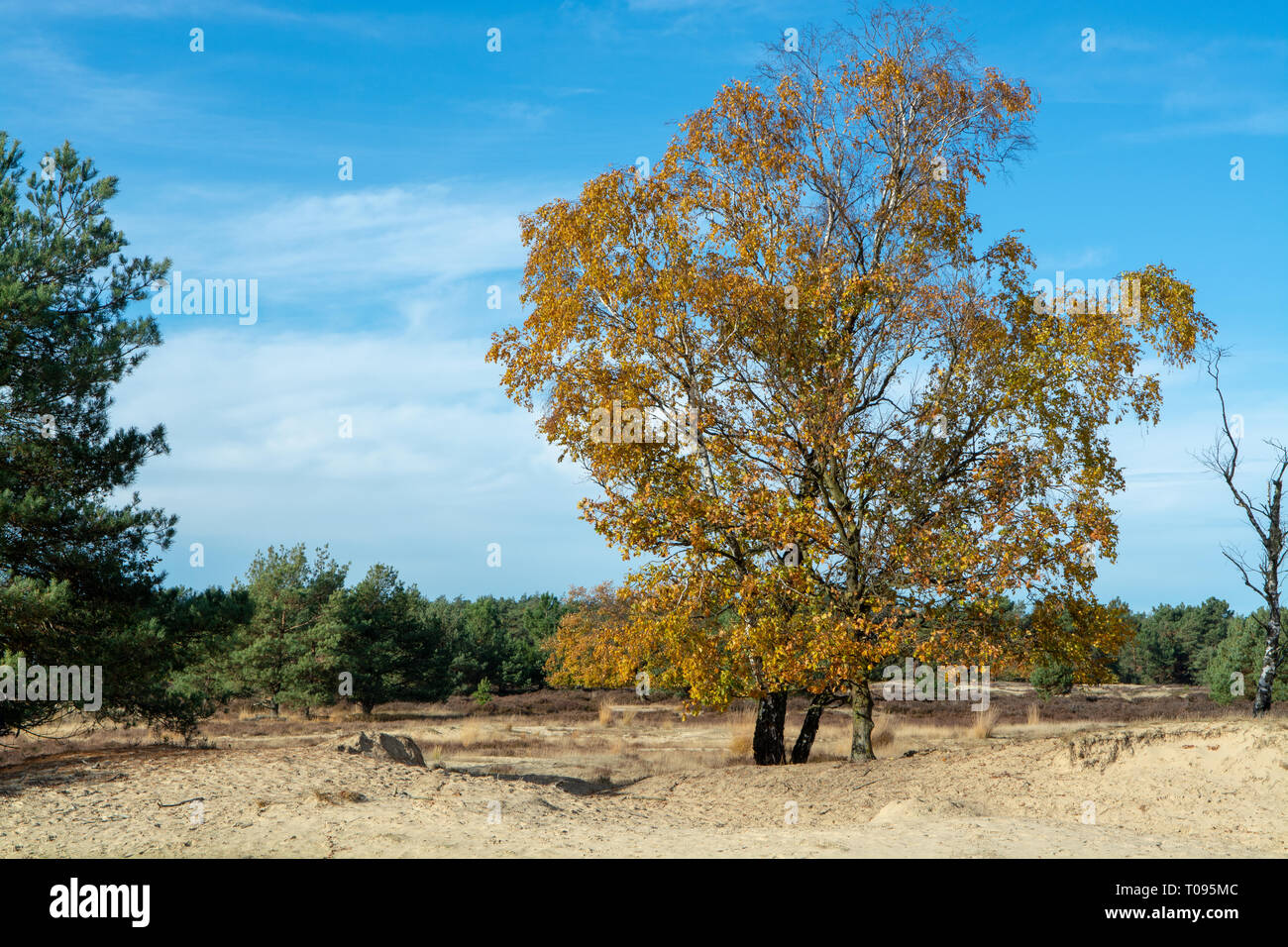 Desert landscape with yellow sand dunes, trees and plants and blue sky ...